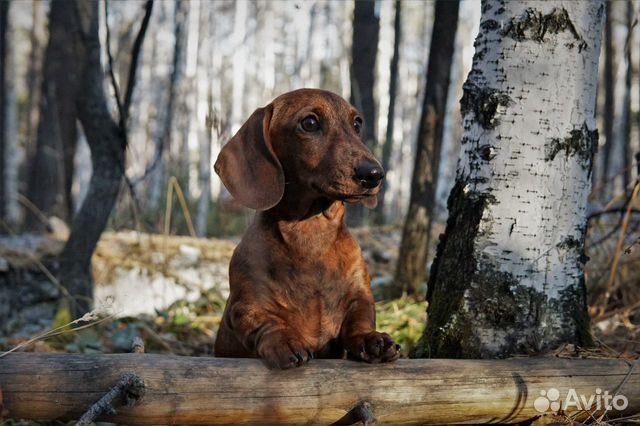 Щенки-тигрята мини таксы от питомника РКФ