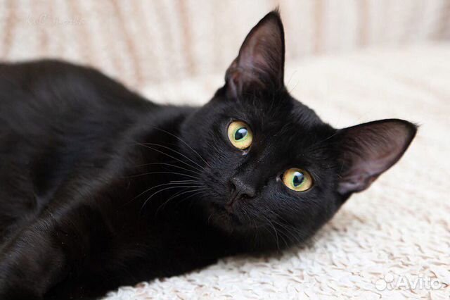 Кошка Ночка ищет хозяина. Отдадим в хорошие руки