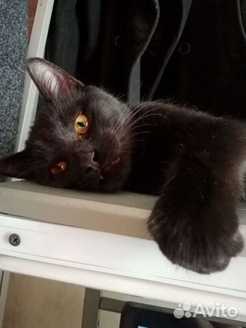 Кот