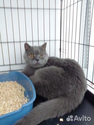 Кот британец, счастливчик