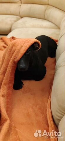 Такса Вязка (не продажа)