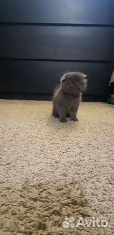 Британские котята
