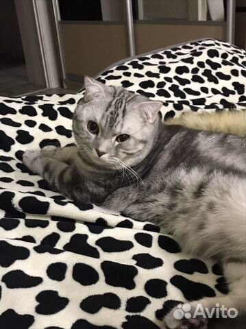 Шотландский кот на вязку