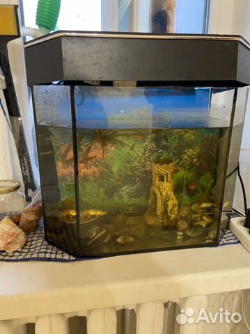 Аквариум