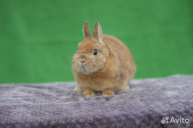 Кролик минор мальчик 950 граммов