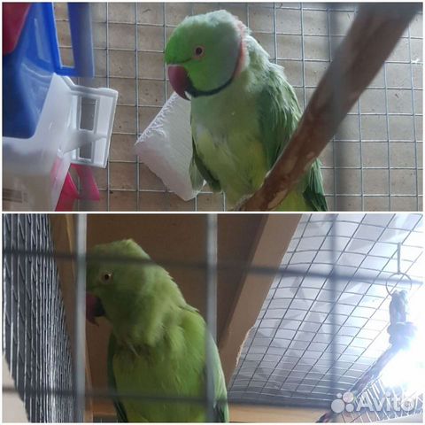 Ожереловый попугай