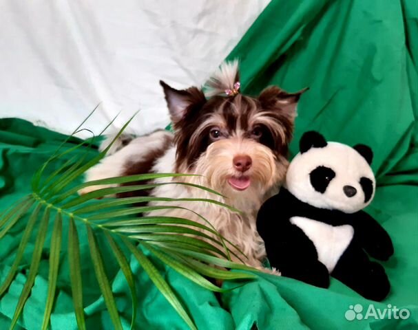 Бивер. Биро- Йорки. Шоколадные