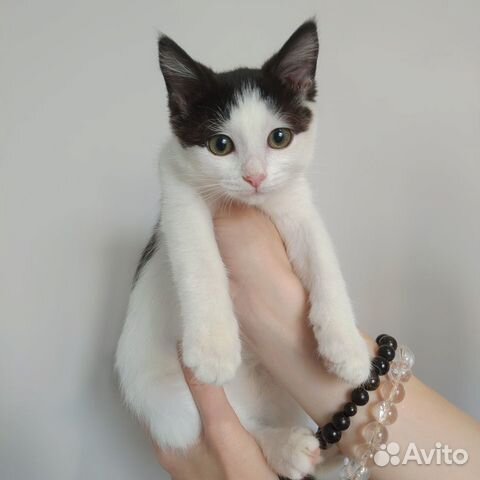 Котенок малинка