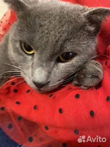 Британский вселоухий кот