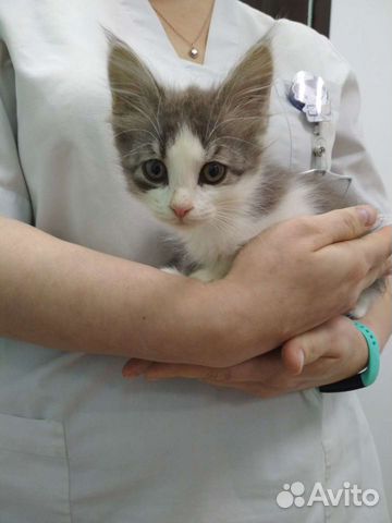 Котёнок Плюша