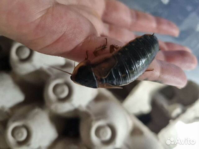 Кормовые тараканы