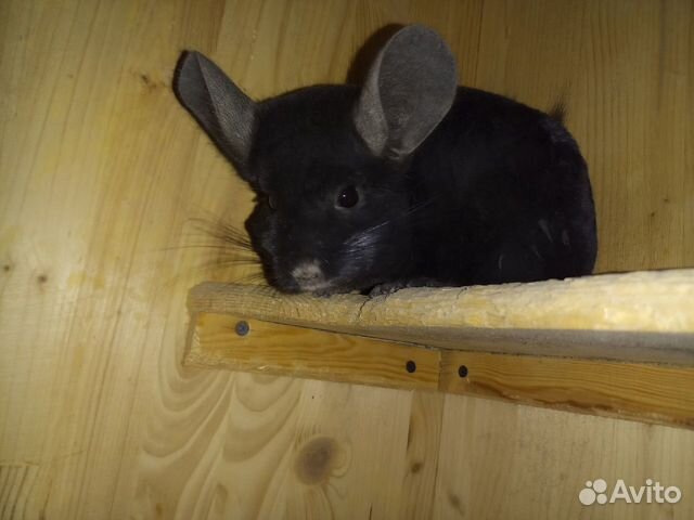 Две шиншиллы в добрые руки