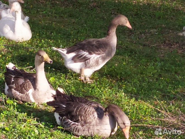 Гусиная семья