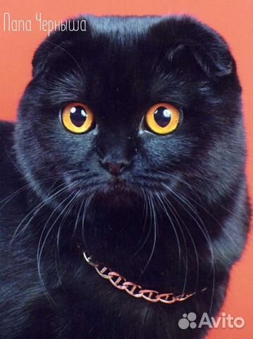 Чёрный оберег