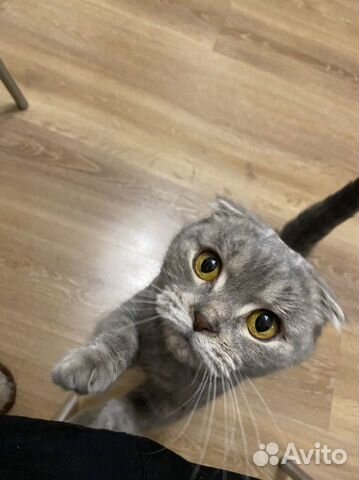 Шотландская