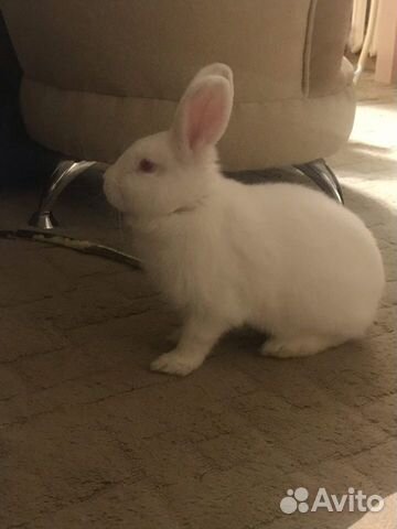 Кролик белый паннон