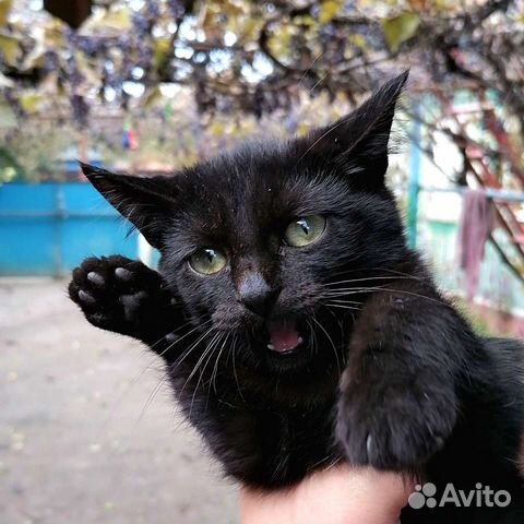 Котенок в добрые руки