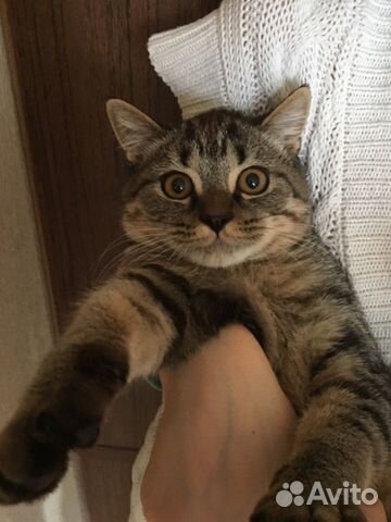 Самый нежный тигрёнок