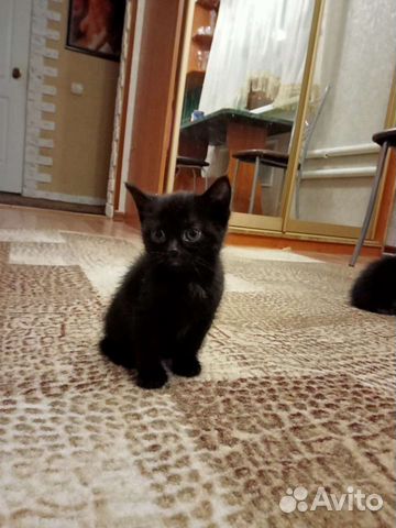 Кошка в дар