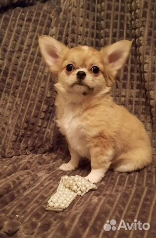 Девочки Булочка и Кремка