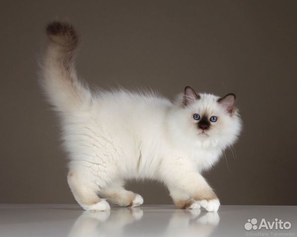 Котята породы священная бирма