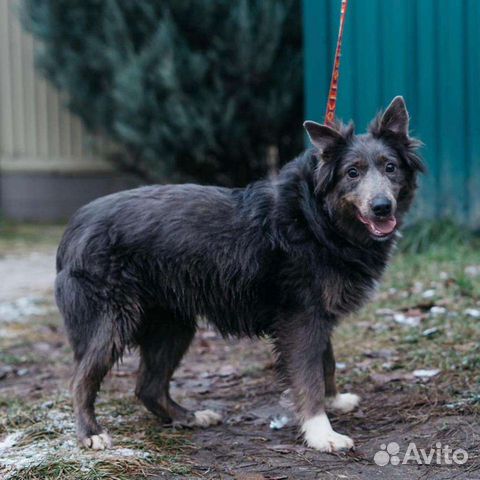 Щенок Линда в добрые руки