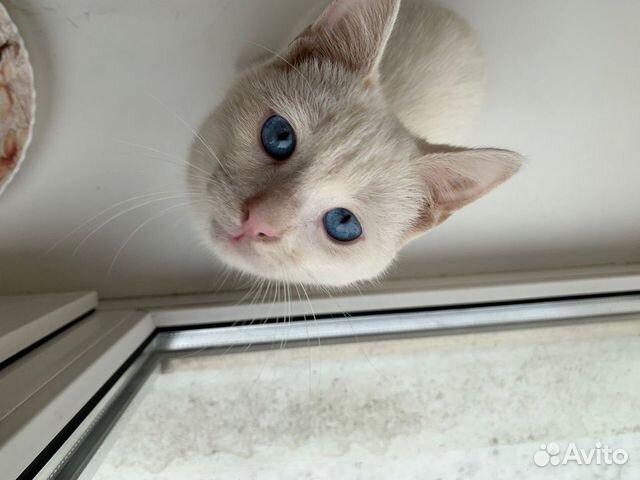 Голубоглазый котенок ищет хозяев