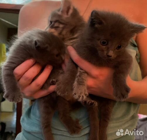 Котята в добрые руки бесплатно