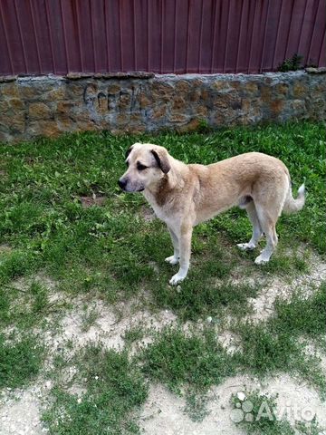 Русская борзая