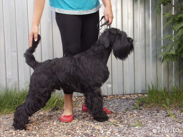 Миттельшнауцеры