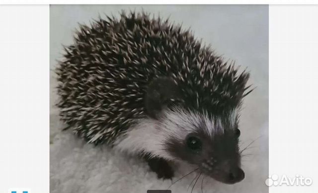 Африканский ежик