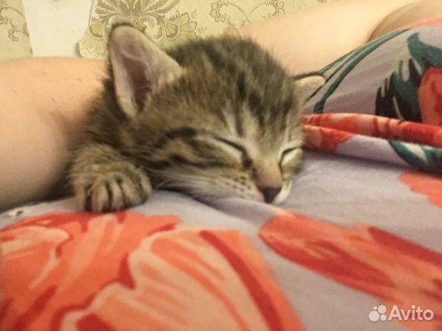 Очаровательный полосатик ждёт семью