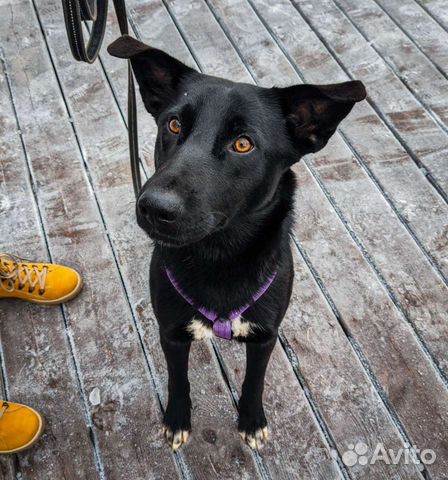 Яркая Тесси в добрые руки