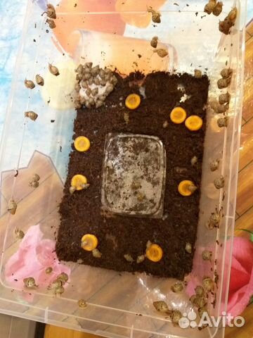 Улитки ахатины