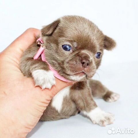 Лиловое совершенство Девочка