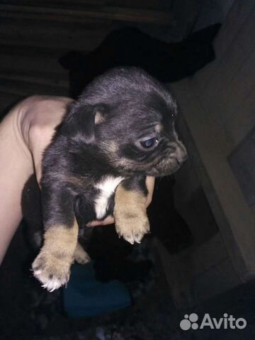 Щенки помеси чихуахуа и пикинес