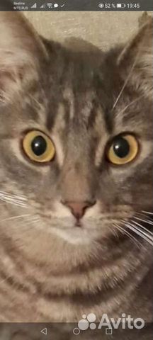 Котенок 7 месяцев