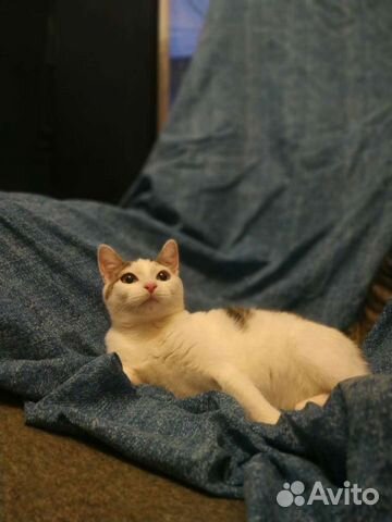 Котёнок белый пятнистый