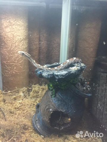 Змея моисовый полоз