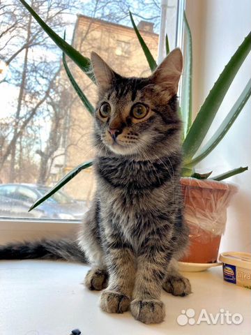 Маленький Рысенок