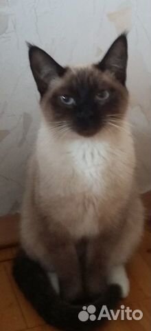 Тайская кошка