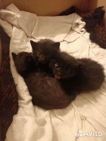 Котятки в добрые руки бесплатно
