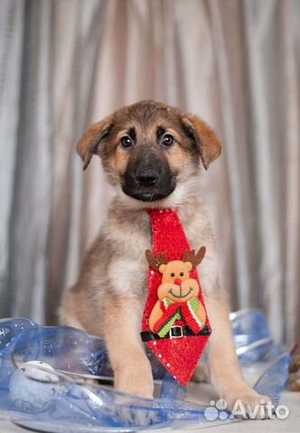 Щеночек овчарка малинуа метис