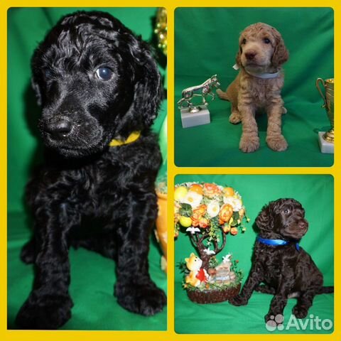 Щенки Большого Пуделя