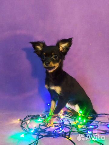 Русский той-терьер