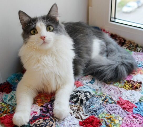 Кошечка Мята ищет дом