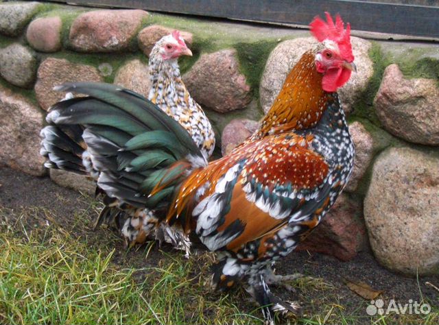 Инкубационное яйцо карликовых декоративных бентам