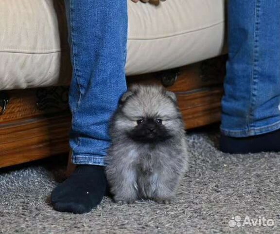 Щенки померанского шпица