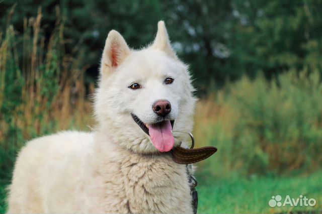 Лайка Бейлис бесплатно