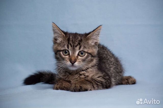 Котёнок, котик 1,5 месяца в дар